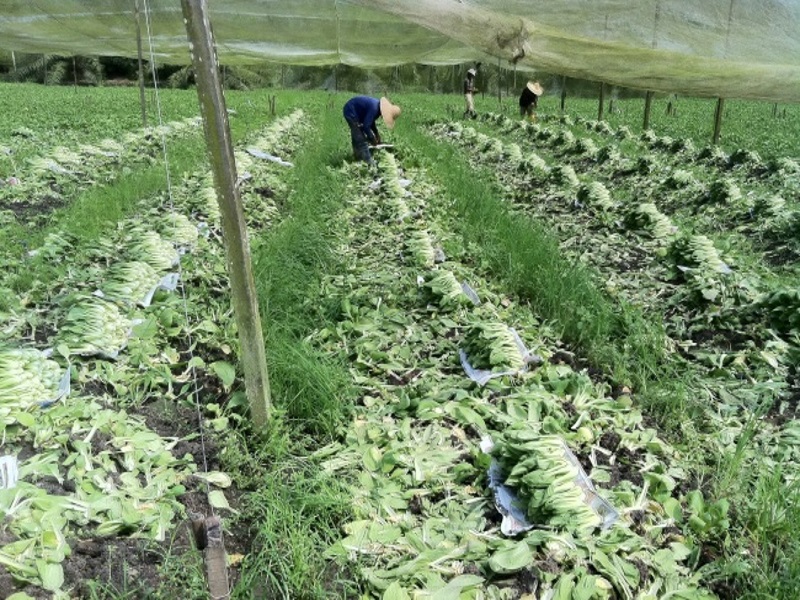 Maxco Food Industries Sdn Bhd :: Farm